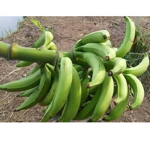 DayDone | No 1 Agric Ecommerce Platform for Farm Produce | Home